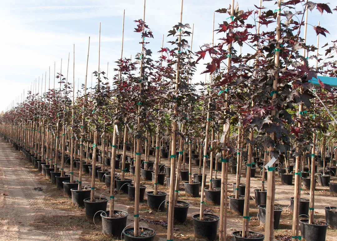 Crimson Sunset® Maple | Garden Gate Nursery